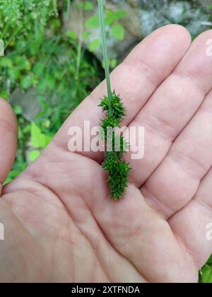 bur reed sedge (Carex sparganioides) Plantae Stock Photo - Alamy