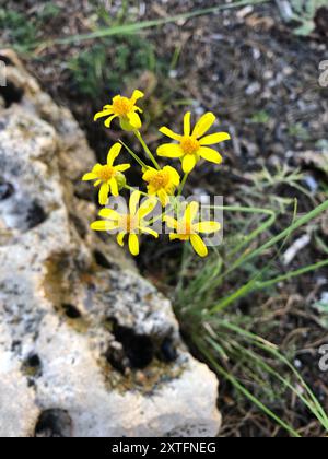 Lobeleaf Groundsel (Packera multilobata) Plantae Stock Photo - Alamy
