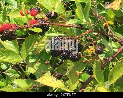 Pennsylvania Blackberry (Rubus pensilvanicus) Plantae Stock Photo - Alamy