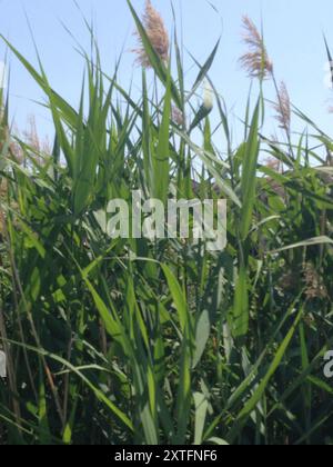 European reed (Phragmites australis australis) Plantae Stock Photo - Alamy