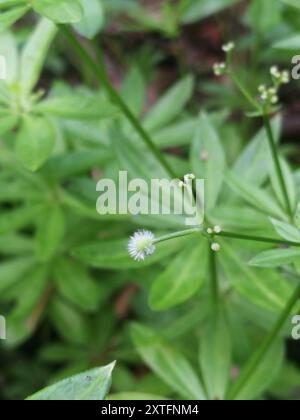 Wood Bedstraw (Galium sylvaticum), Plantae, Berka vor dem Hainich ...