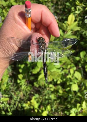 Spiny Baskettail (Epitheca spinigera) Insecta Stock Photo - Alamy