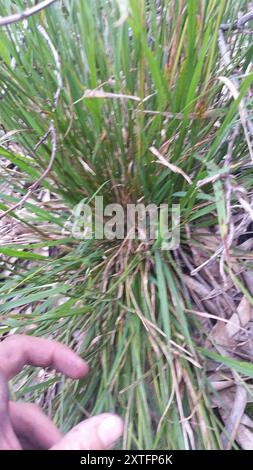 Weeping-grass (Microlaena stipoides) Plantae Stock Photo - Alamy