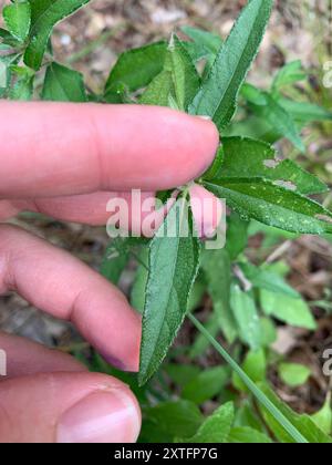 Texas creeping-oxeye (Wedelia hispida) Plantae Stock Photo - Alamy