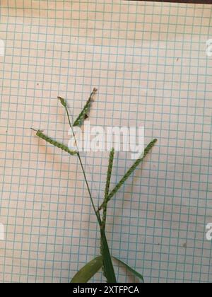 (Paspalum laeve laeve) Plantae Stock Photo - Alamy