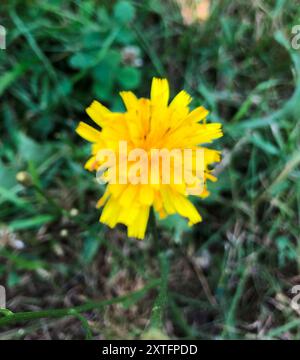 Autumn Hawkbit (Scorzoneroides autumnalis) Plantae Stock Photo - Alamy