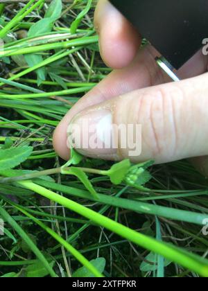 American brooklime (Veronica americana) Plantae Stock Photo - Alamy