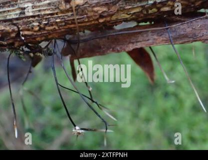 (Xylaria filiformis) Fungi Stock Photo - Alamy