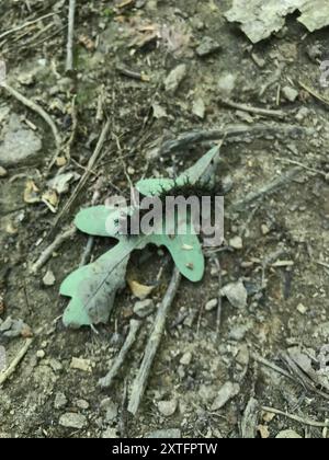 Buck Moth (Hemileuca maia) Insecta Stock Photo - Alamy