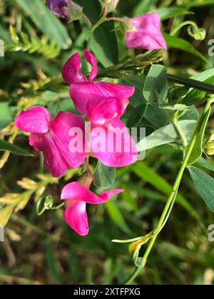 tuberous pea (Lathyrus tuberosus) Plantae Stock Photo - Alamy