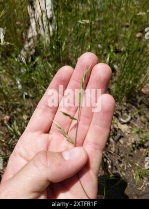 small fescue (Festuca microstachys) Plantae Stock Photo - Alamy