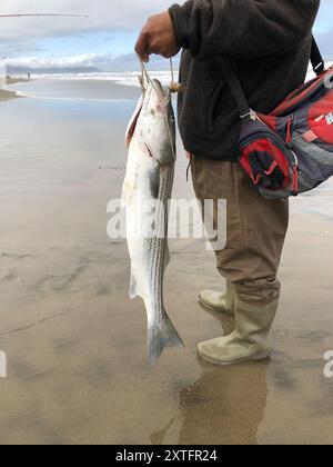 Striped Bass (Morone saxatilis) Actinopterygii Stock Photo - Alamy