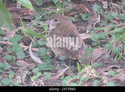 Tanagers and Allies (Thraupidae) Aves Stock Photo - Alamy