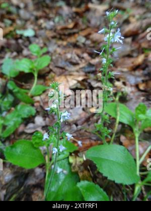 heath speedwell (Veronica officinalis) Plantae Stock Photo - Alamy