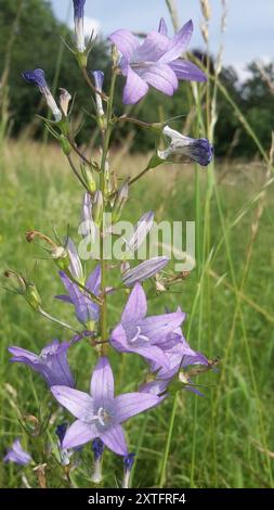 Rampion (Campanula rapunculus) Plantae Stock Photo - Alamy
