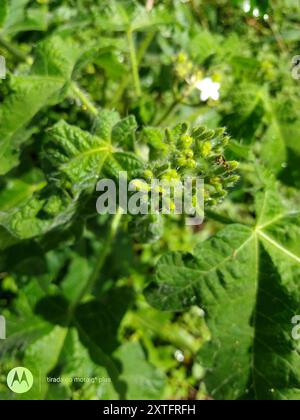 tropical bull nettle (Cnidoscolus urens Stock Photo - Alamy