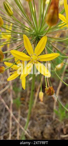 goldenstar (Bloomeria crocea) Plantae Stock Photo - Alamy