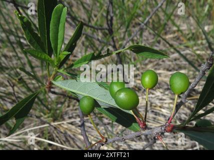 sand cherry (Prunus pumila) Plantae Stock Photo - Alamy