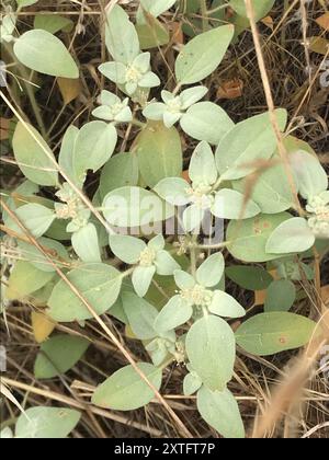 turkey mullein (Croton setiger) Plantae Stock Photo - Alamy