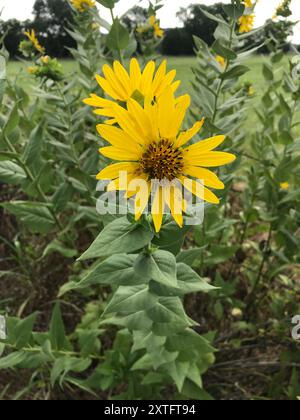 Roughstem rosinweed (Silphium radula) Plantae Stock Photo - Alamy
