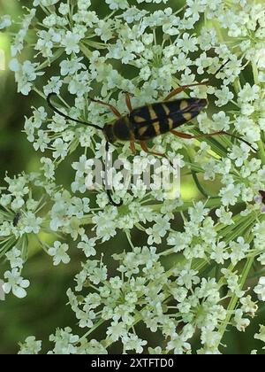Zebra Longhorn Beetle (Typocerus zebra) Insecta Stock Photo - Alamy
