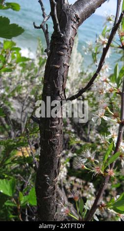 sand cherry (Prunus pumila) Plantae Stock Photo - Alamy