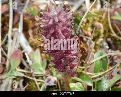Arctic Willow (Salix arctophila) Plantae Stock Photo - Alamy