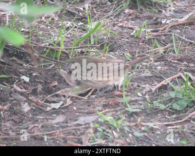 Tanagers and Allies (Thraupidae) Aves Stock Photo - Alamy