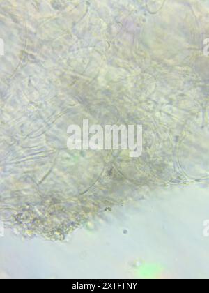 Bleeding Bonnet (Mycena sanguinolenta) Fungi Stock Photo - Alamy