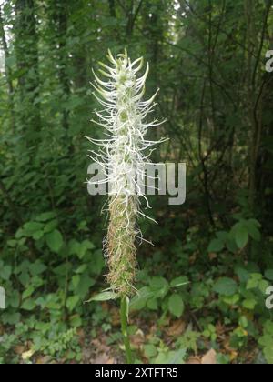 Spiked rampion (Phyteuma spicatum) Plantae Stock Photo - Alamy