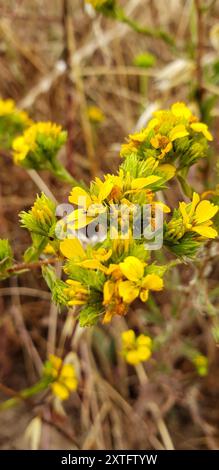 Clustered Tarweed (Deinandra fasciculata) Plantae Stock Photo - Alamy