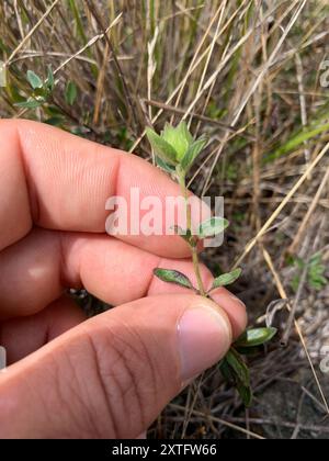 serpentine monardella (Monardella purpurea) Plantae Stock Photo - Alamy
