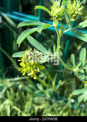 sickle alfalfa (Medicago falcata) Plantae Stock Photo - Alamy