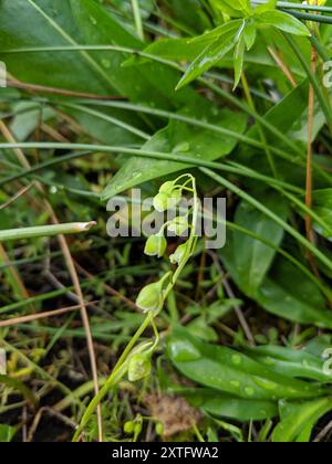 Narrow-leaved Montia (Montia linearis) Plantae Stock Photo - Alamy