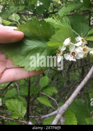 Canadian Hawthorn (Crataegus canadensis), Plantae, Laval, QC, Canada ...
