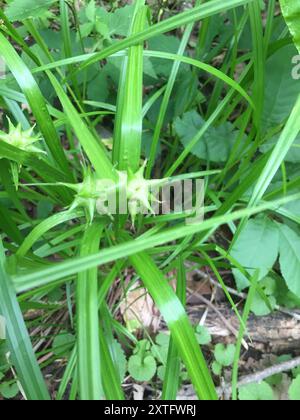 Gray's sedge (Carex grayi) Plantae Stock Photo - Alamy