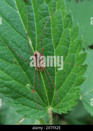 Spring Harvestman (Rilaena triangularis), Arachnida, 35300 Orivesi ...