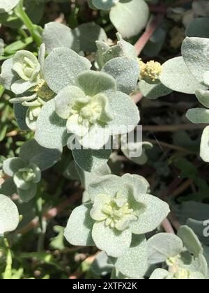 beach saltbush (Atriplex leucophylla) Plantae Stock Photo - Alamy