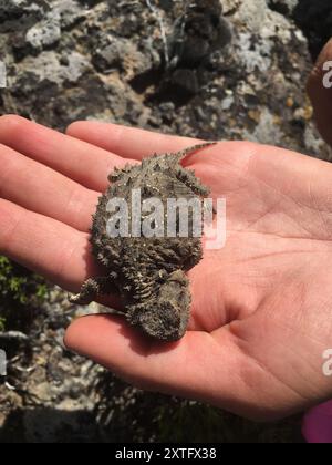 Pygmy Short-horned Lizard (Phrynosoma douglasii) Reptilia Stock Photo ...