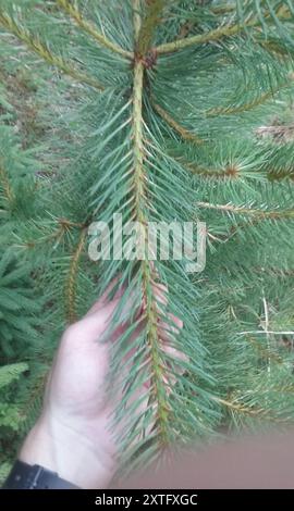 pines, spruces, larches, and allies (Pinoideae) Plantae Stock Photo - Alamy