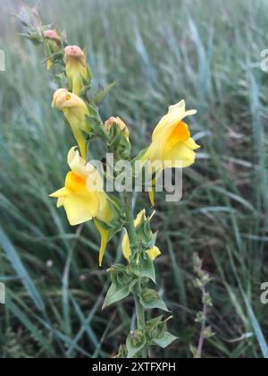 Balkan toadflax (Linaria dalmatica) Plantae Stock Photo - Alamy