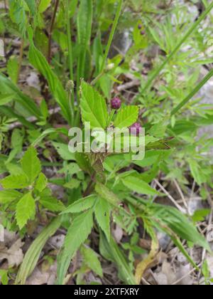 lanceleaf frogfruit (Phyla lanceolata) Plantae Stock Photo - Alamy