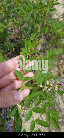 cultivated licorice (Glycyrrhiza glabra) Plantae Stock Photo - Alamy