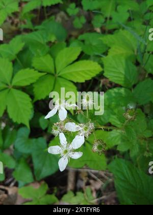 swamp dewberry (Rubus hispidus) Plantae Stock Photo - Alamy
