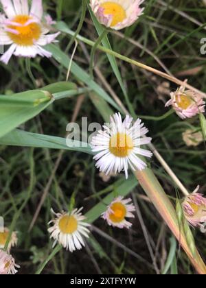 spreading fleabane (Erigeron divergens) Plantae Stock Photo - Alamy
