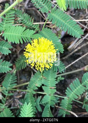 Yellow Puff (Neptunia lutea) Plantae Stock Photo - Alamy