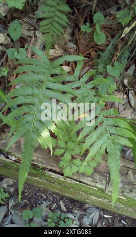 (Christella acuminata) Plantae Stock Photo - Alamy