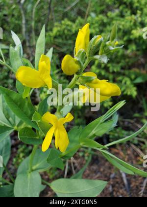 Goldenbanners (Thermopsis) Plantae Stock Photo - Alamy