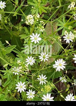 lesser stitchwort (Stellaria graminea) Plantae Stock Photo - Alamy