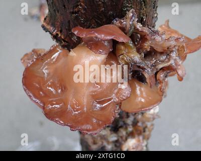 (Auricularia heimuer) Fungi Stock Photo - Alamy